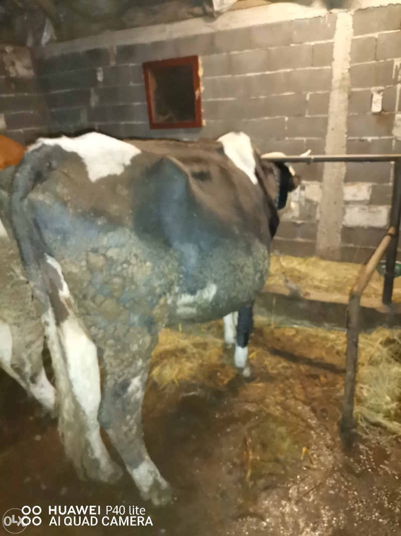 Krava jalova moze za klanje moze za drzanje - Krave - OLX.ba