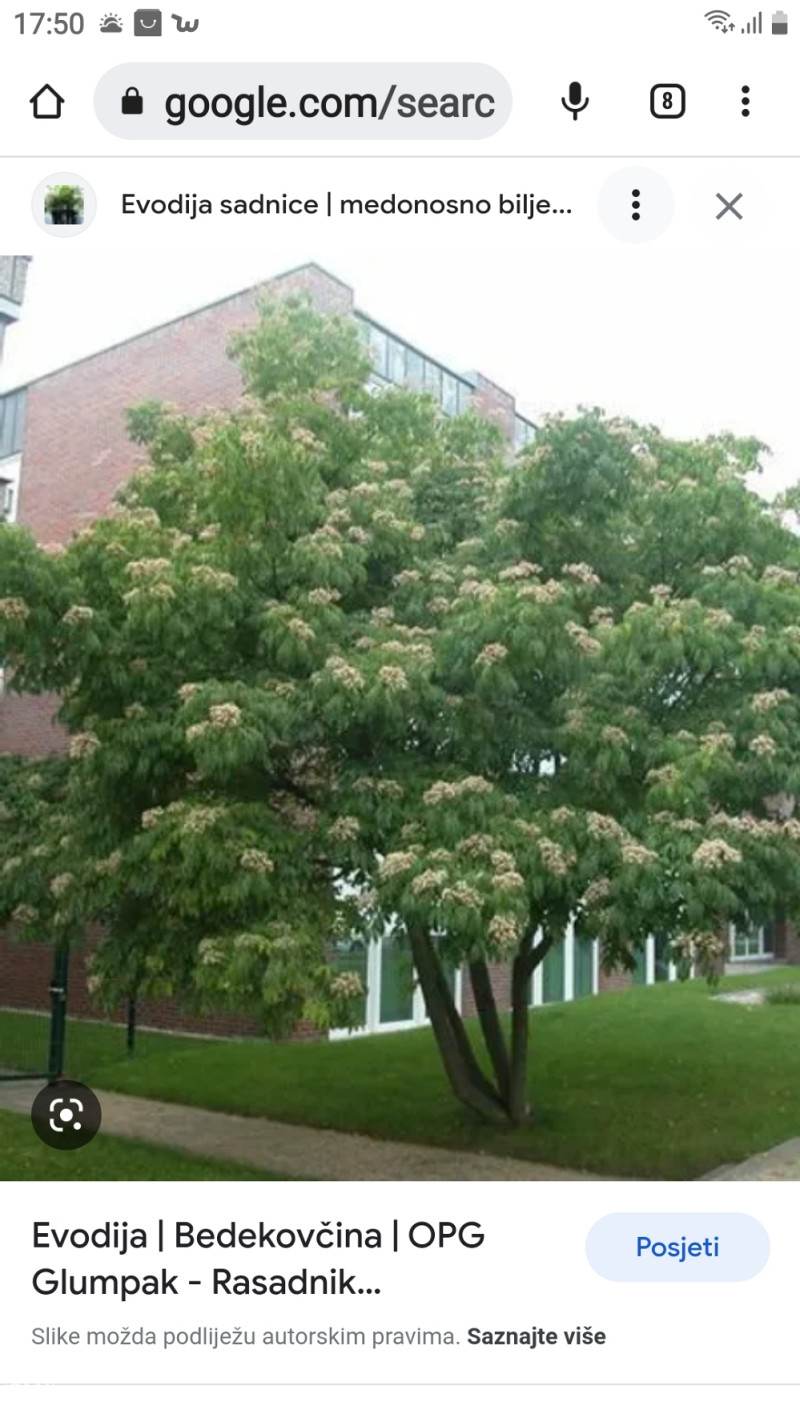 Evodija sadnice - Sadnice - OLX.ba