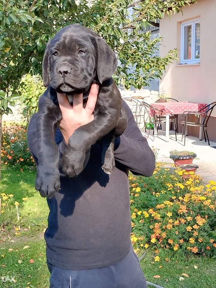 Cane Corso stene - Psi i Štenad - OLX.ba