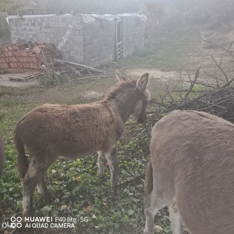 Magare musko - Magarci - OLX.ba