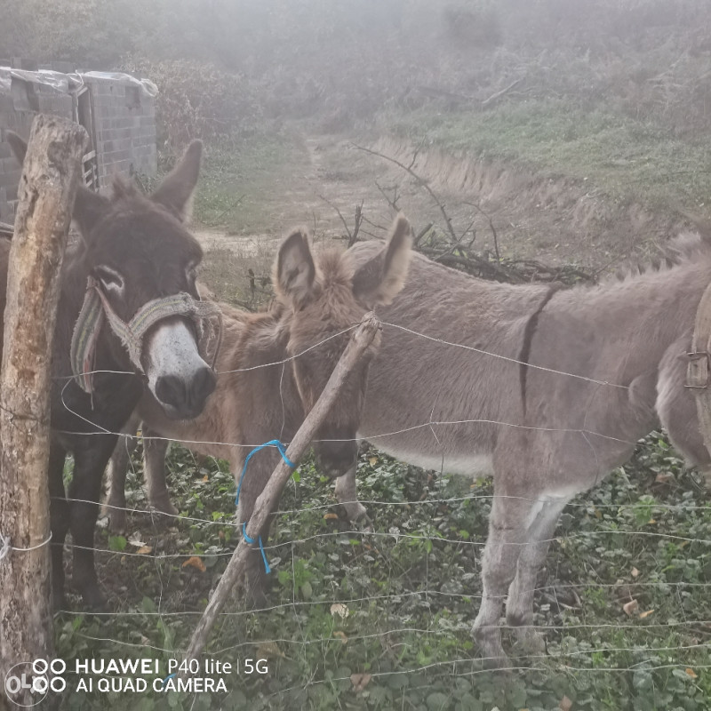 Magare musko - Magarci - OLX.ba