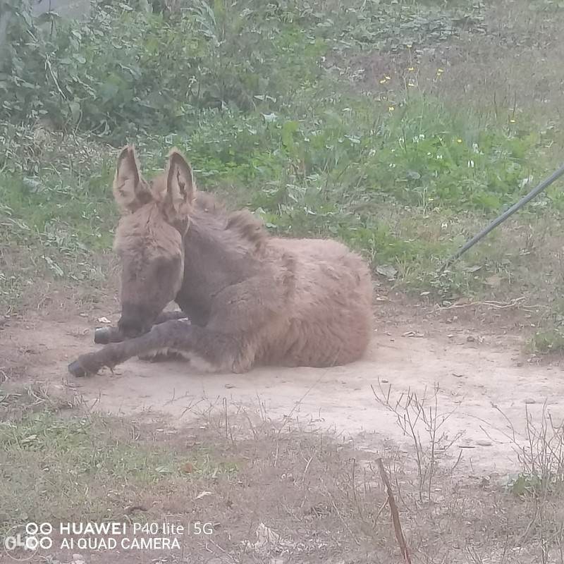 Magare musko - Magarci - OLX.ba