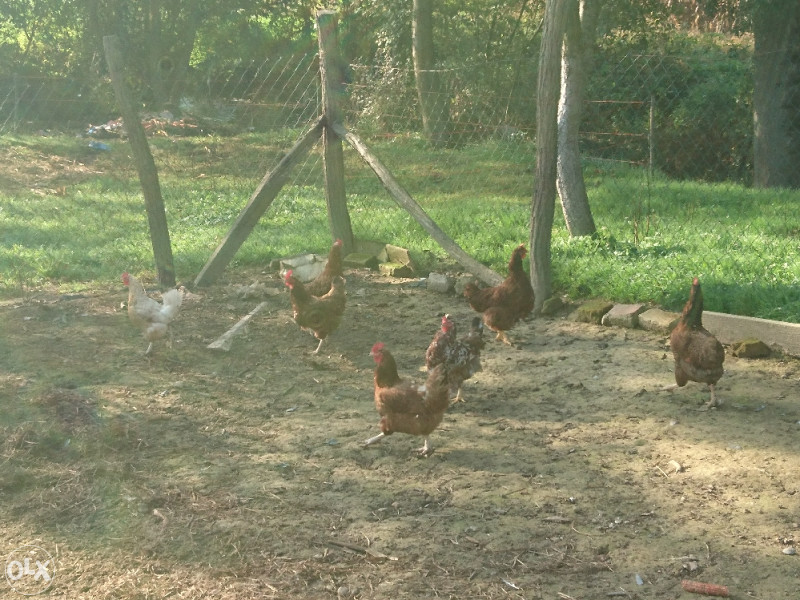 Domace kokoske - Kokoške - OLX.ba