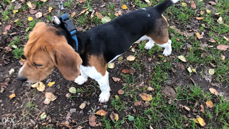 Bigl štene - Psi i Štenad - OLX.ba