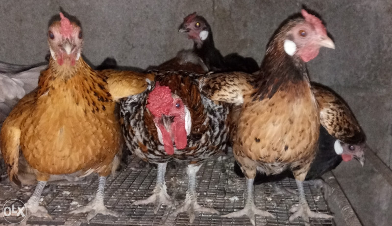 Ukrasne koke. - Životinje - Kokoške - Čapljina - OLX.ba