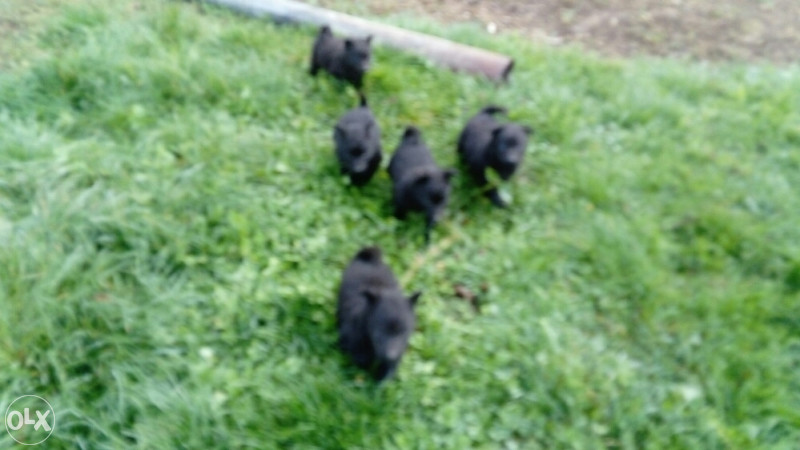 Pulin vracalica stene - Psi i Štenad - OLX.ba