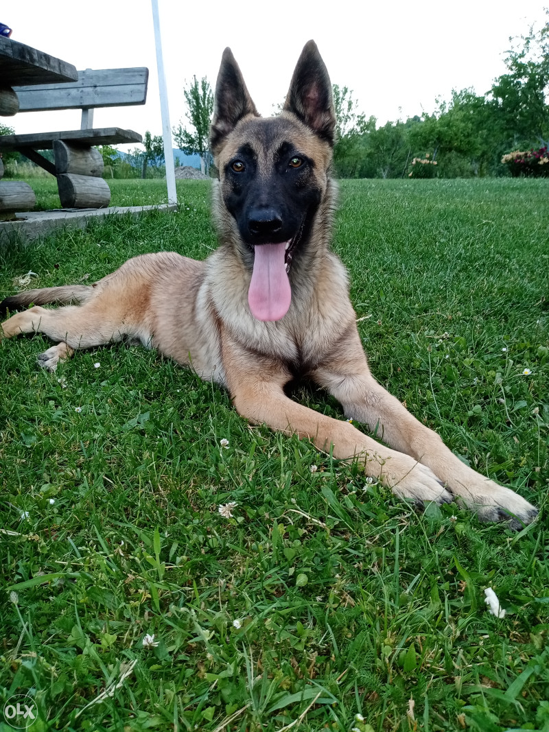 Belgijski ovcar malinoa stenci - Psi i Štenad - OLX.ba