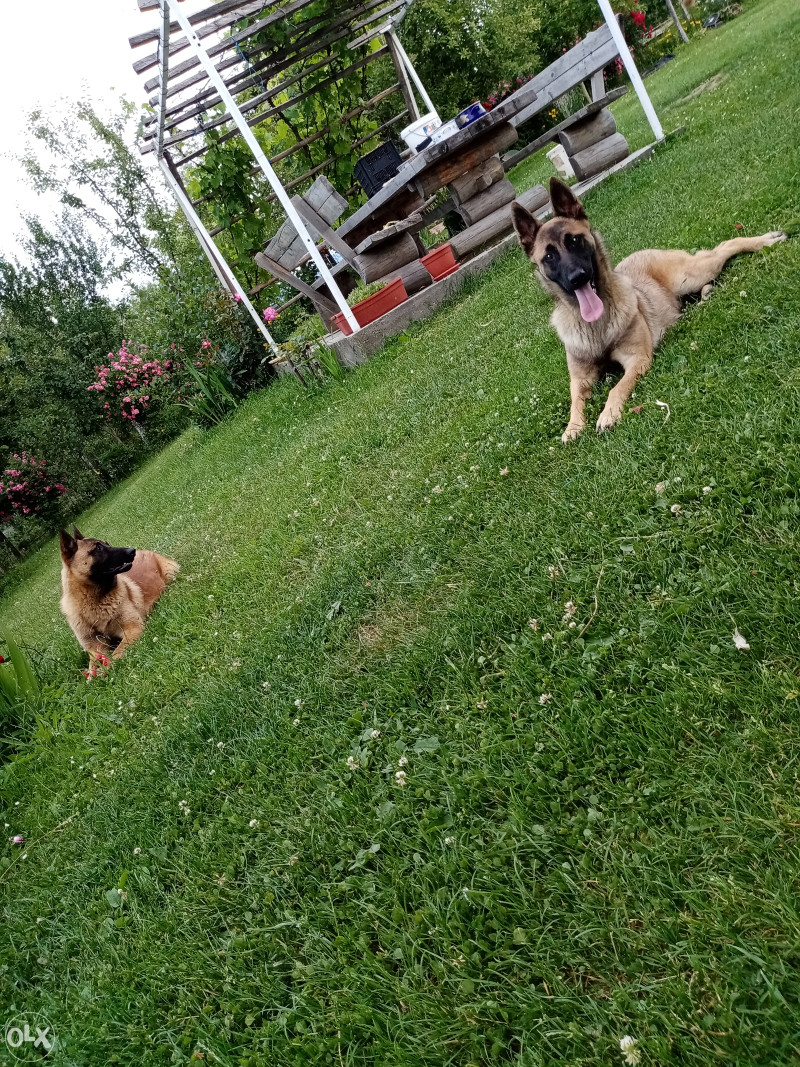 Belgijski ovcar malinoa stenci - Psi i Štenad - OLX.ba