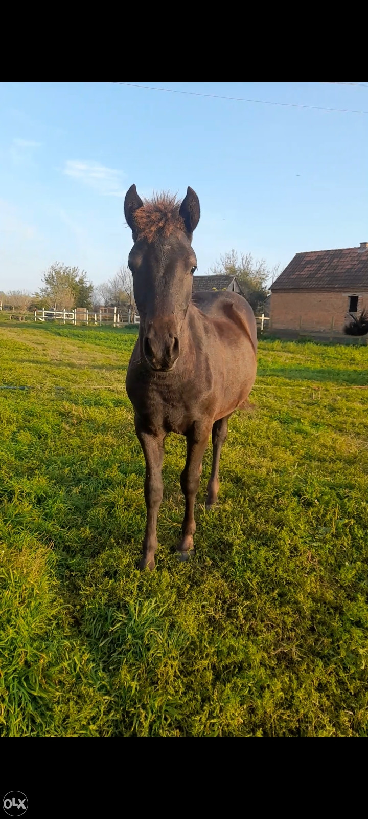 Zdrebe zensko - Konji - OLX.ba