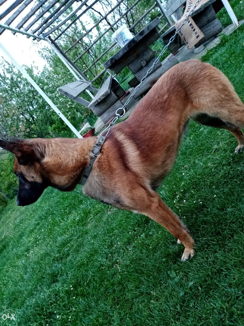 Belgijski ovcar malinoa stenci - Psi i Štenad - OLX.ba