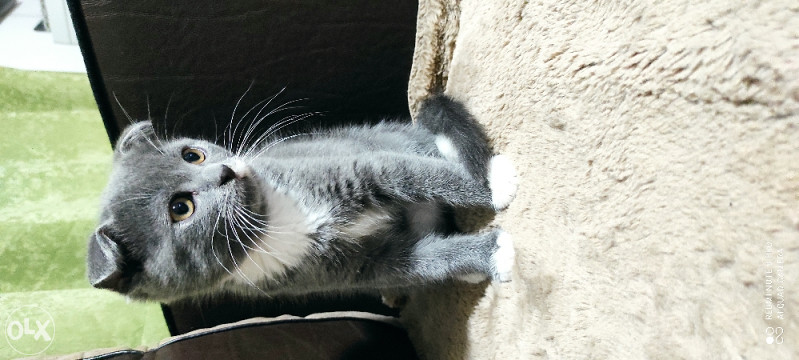 Mačka Mače Škotski fold x Ruska plava - Mačke - OLX.ba