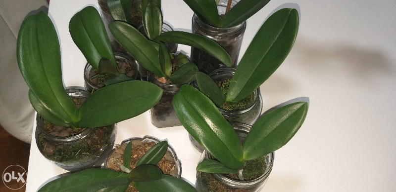 Orhideja mini - Orhideje male presadjene - Biljke i cvijeće - OLX.ba