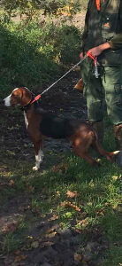 Lovacki pas trobojac - Životinje - Psi i Štenad - Bijeljina - OLX.ba