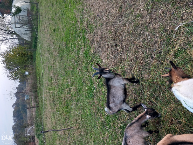 Jarac,jare,koza,jarad,ovce,janjad - Koze - OLX.ba