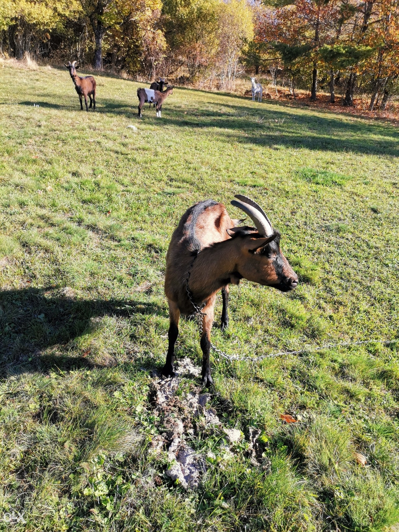 Koza alpska sjarna koze alpine jarad - Koze - OLX.ba