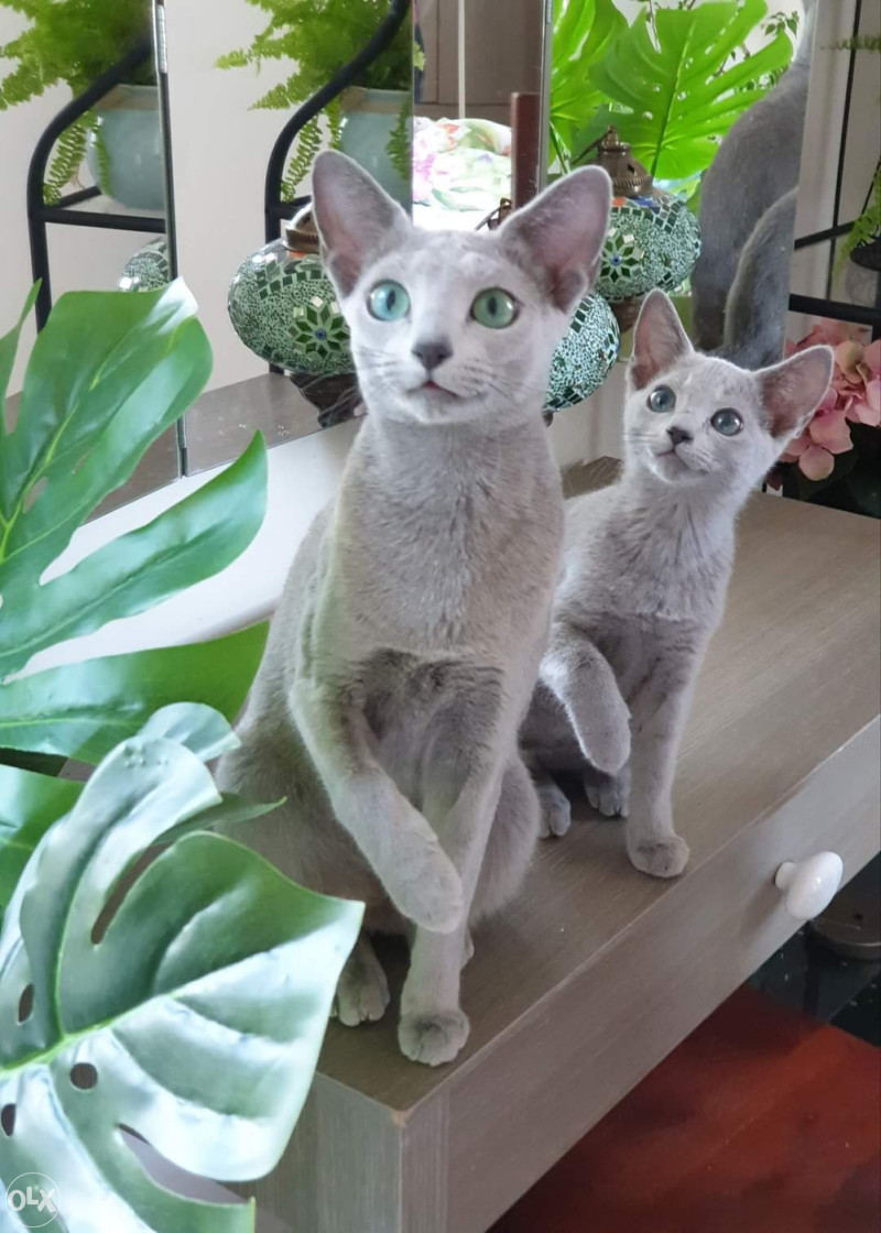 Ruska plava mačka, mačići - Životinje - Mačke - Novi Grad - OLX.ba