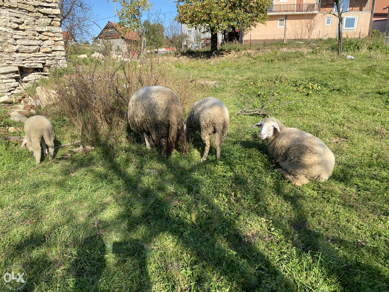 3 ovce i jagnje virtemberg - Ovce - OLX.ba