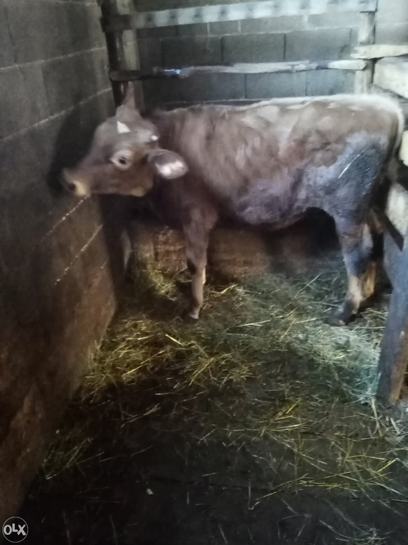 Junac 6 mjeseci - Krave - OLX.ba