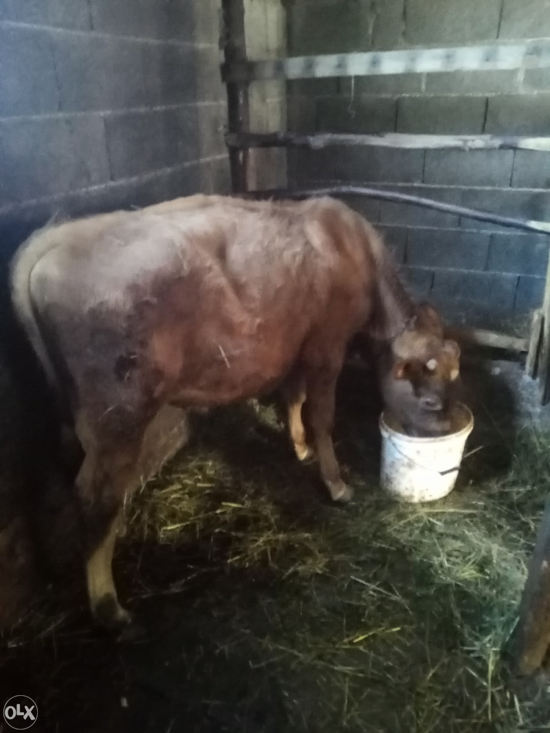 Junac 6 mjeseci - Krave - OLX.ba