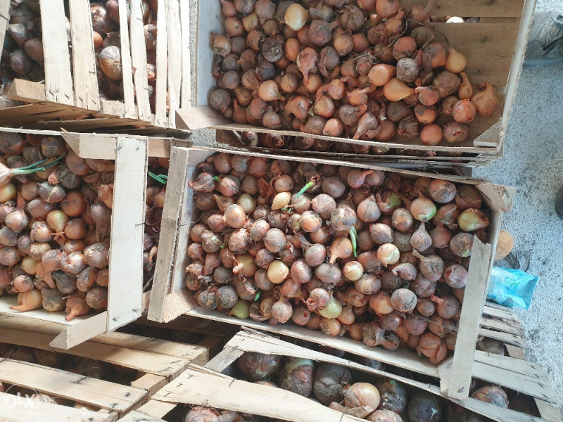 Sjemenski luk plastenik - Sjemena - OLX.ba