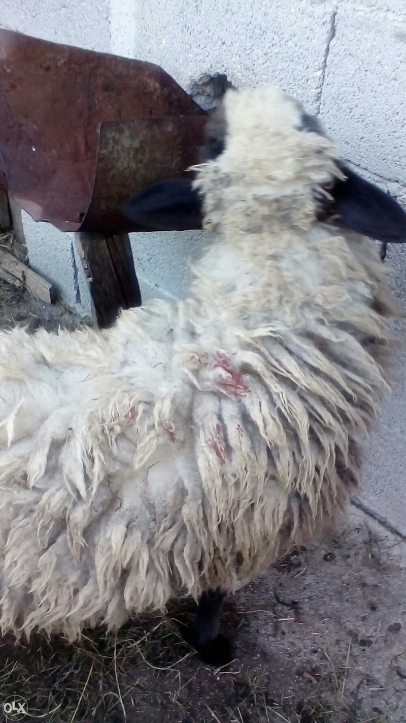 Janje - Ovce - OLX.ba