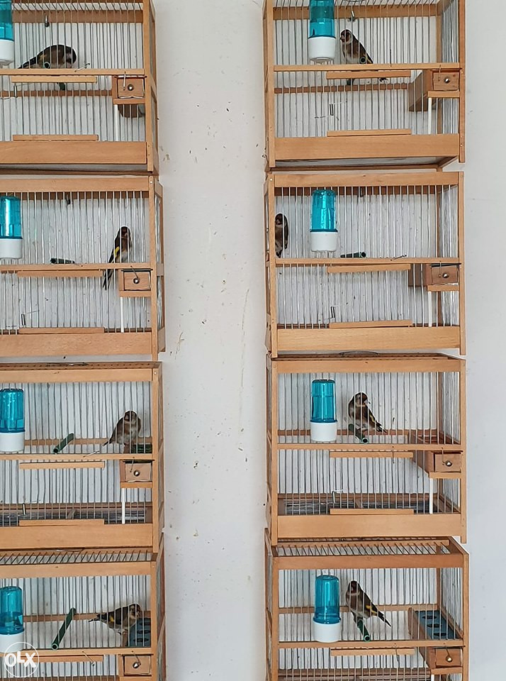 Stiglici Mladi Prstenovani - Ptice - OLX.ba