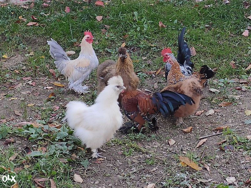 Kokoši / Ukrasne koke / Ukrasne kokoške - Kokoške - OLX.ba