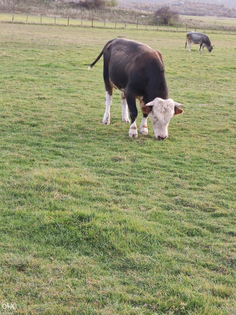 Bik junac - Krave - OLX.ba