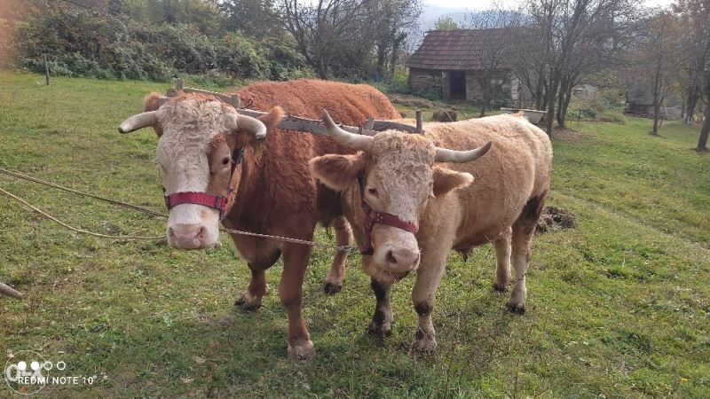 Radni volovi - Krave - OLX.ba