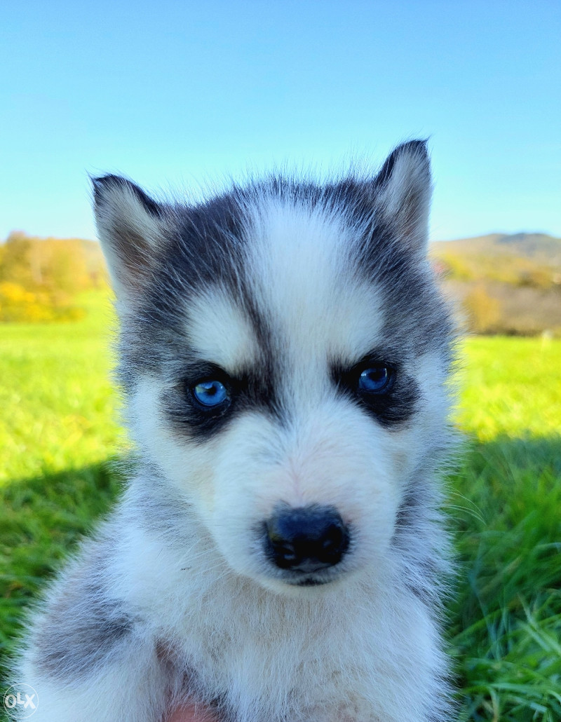 Sibirski Haski Muško štene - Psi i Štenad - OLX.ba