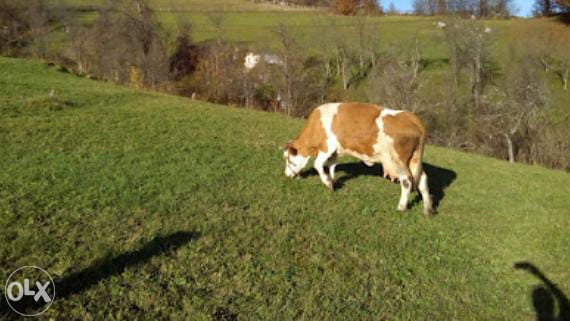 Krava za posjek,oko 500 kg, jalova,CIJENA NA LICU MJES - Krave - OLX.ba