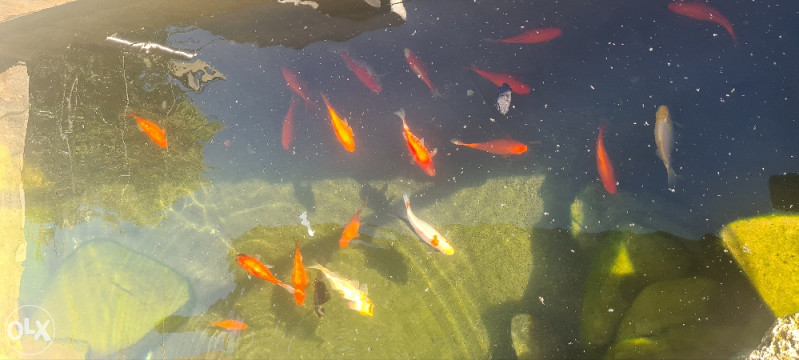 Zlatne ribice kineski saran - Životinje - Ribice - Žepče - OLX.ba
