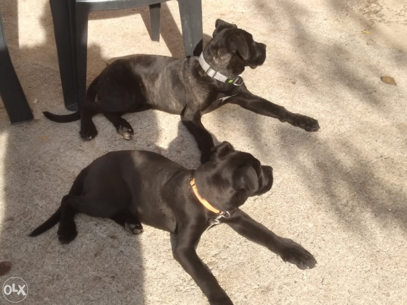 Cane corso stenad stenci sve info u detaljnom opisu - Psi i Štenad - OLX.ba
