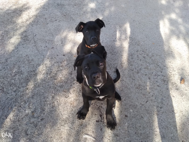 Cane corso stenad stenci sve info u detaljnom opisu - Životinje - Psi i ...