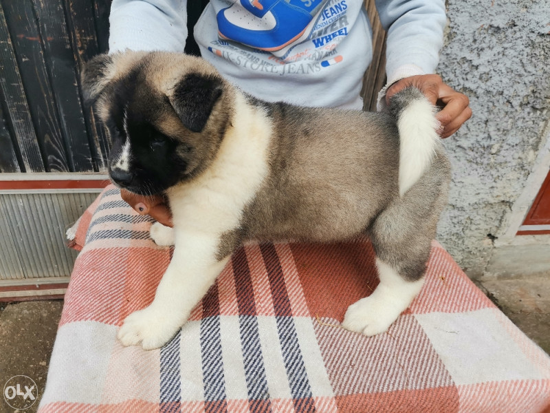 Stenad Americka Akita - Psi i Štenad - OLX.ba