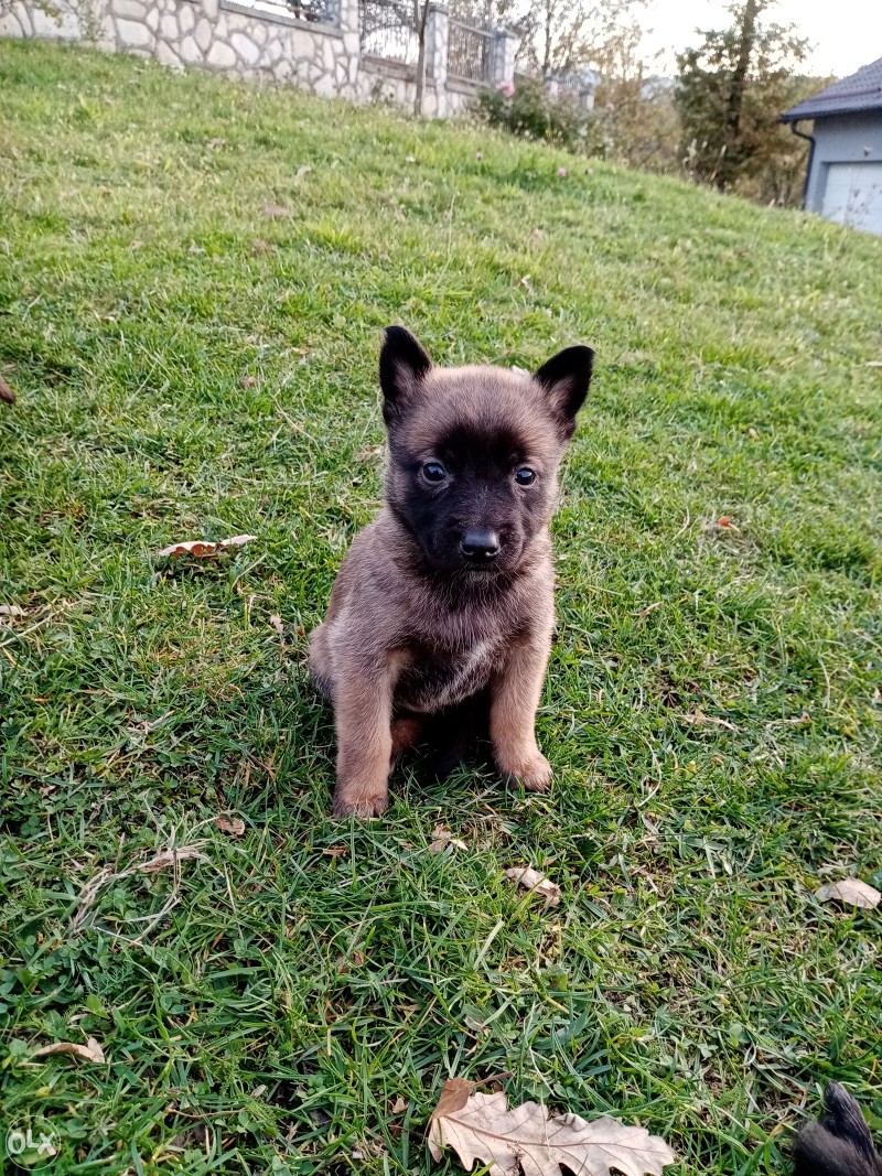 Belgijski ovcar malinoa stenci - Psi i Štenad - OLX.ba