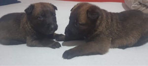 Belgiski belgijski ovcar stenci stene stenad - Životinje - Psi i Štenad ...