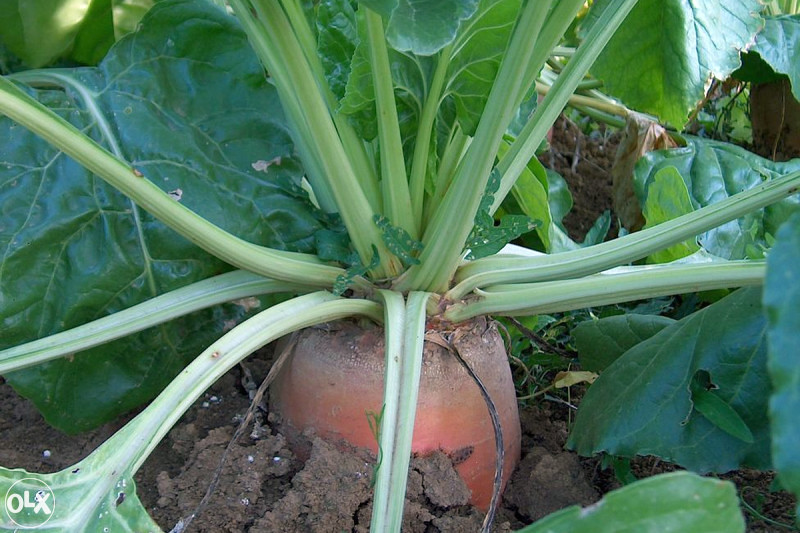 Sjemena sjeme stočne stočna repa 200 grama - Sjemena - OLX.ba