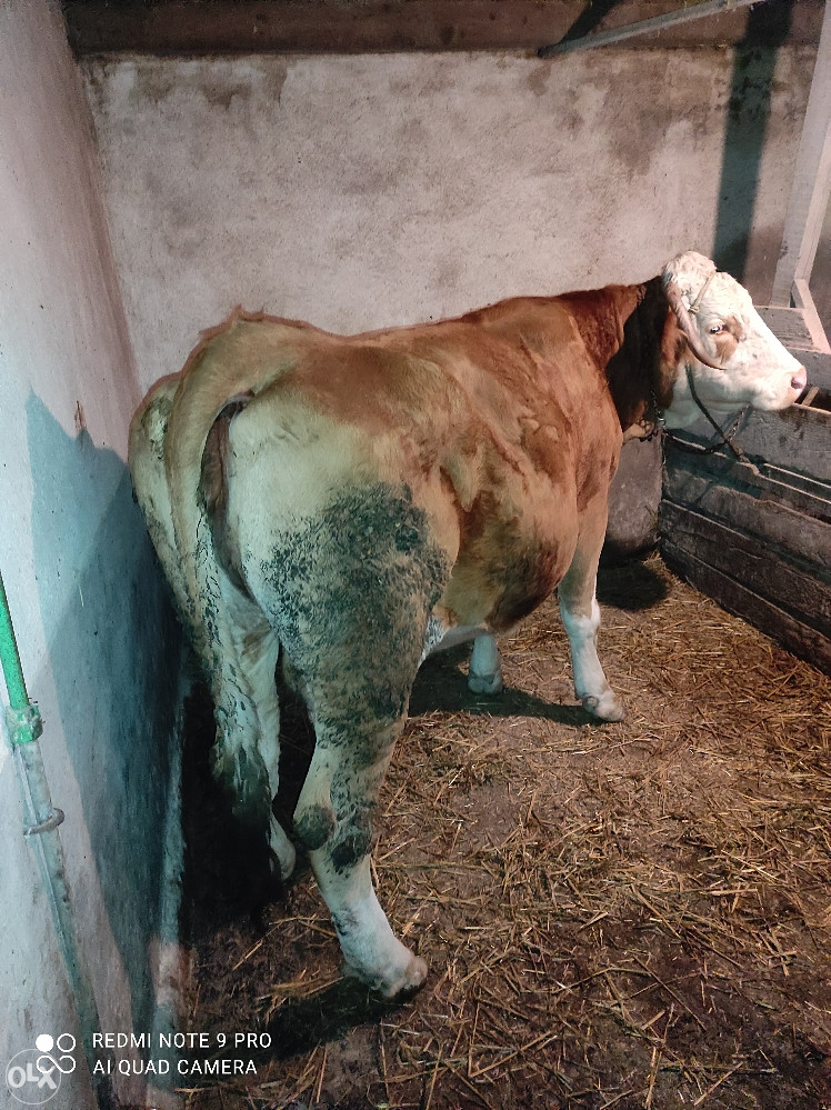 Jalova krava oko 750 kg - Krave - OLX.ba