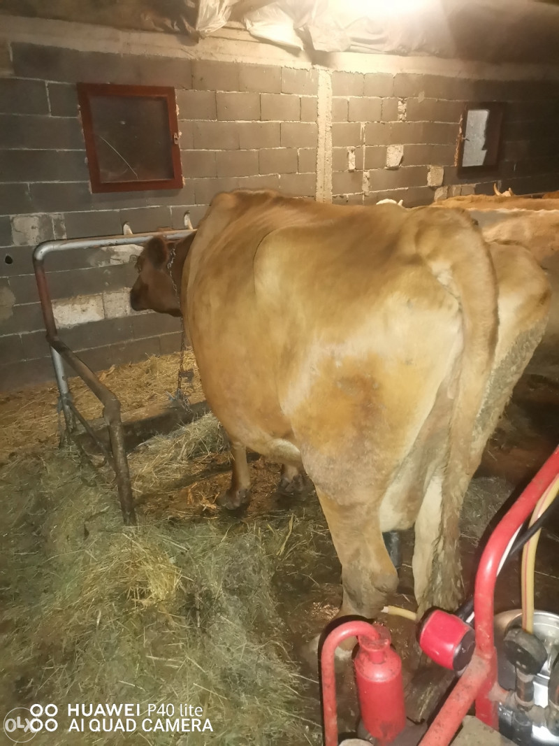 Krava za kuce - Životinje - Krave - Travnik - OLX.ba