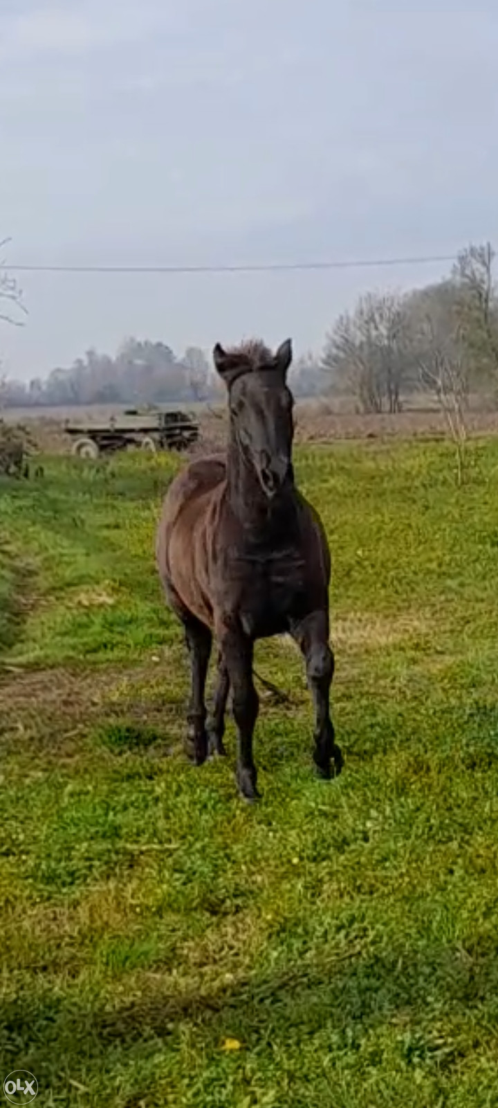 Zdrebe zensko - Konji - OLX.ba