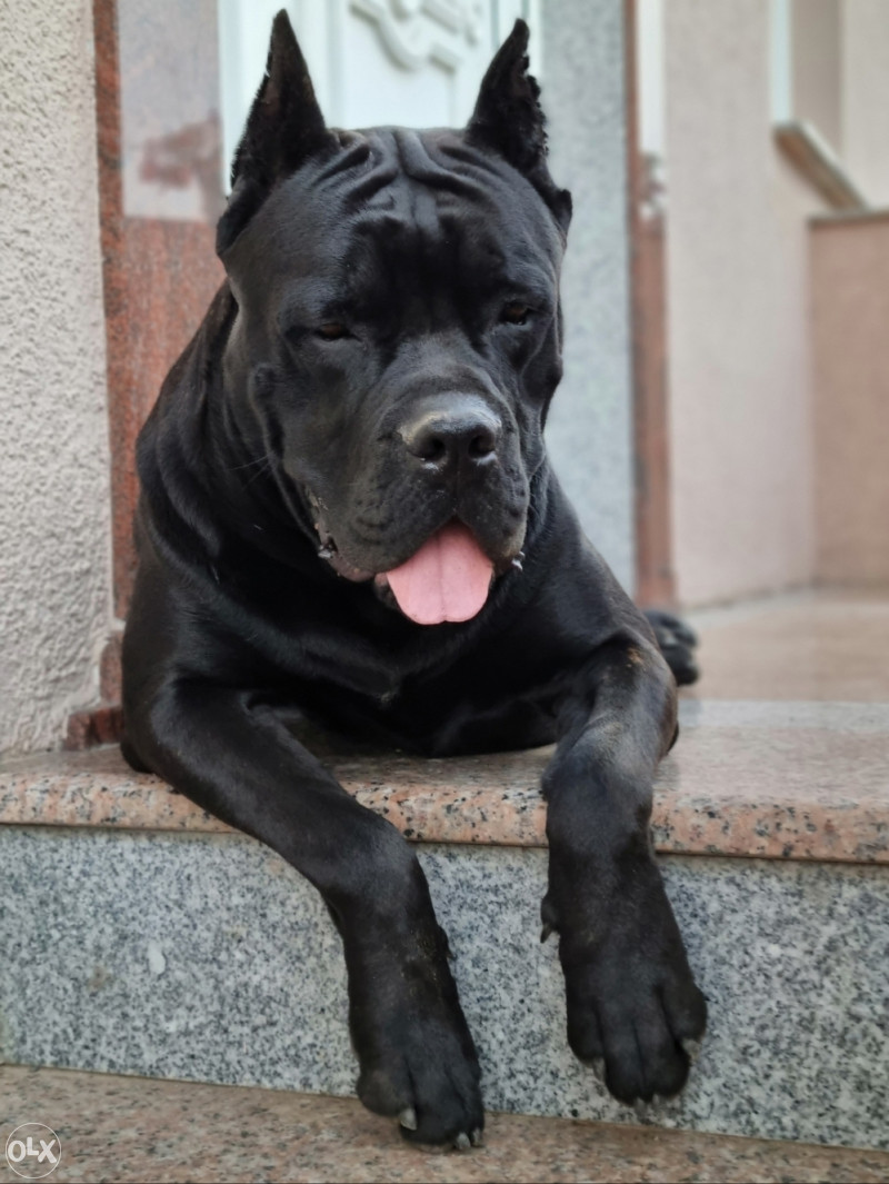 Cane corso stenad - Psi i Štenad - OLX.ba