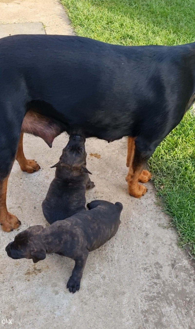 Cane corso stenad - Psi i Štenad - OLX.ba