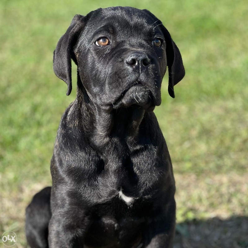 Cane Corso stene - Psi i Štenad - OLX.ba