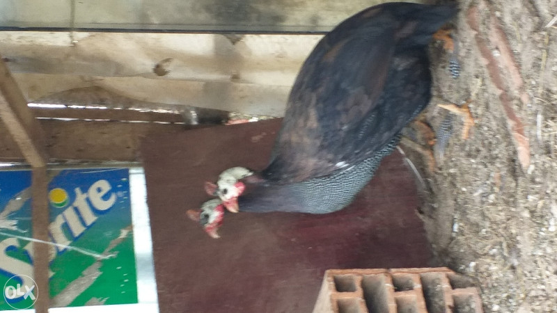 Domaća perad - Biserke - OLX.ba