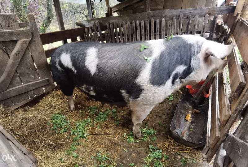 Krmaca od 250kg - Svinje - OLX.ba