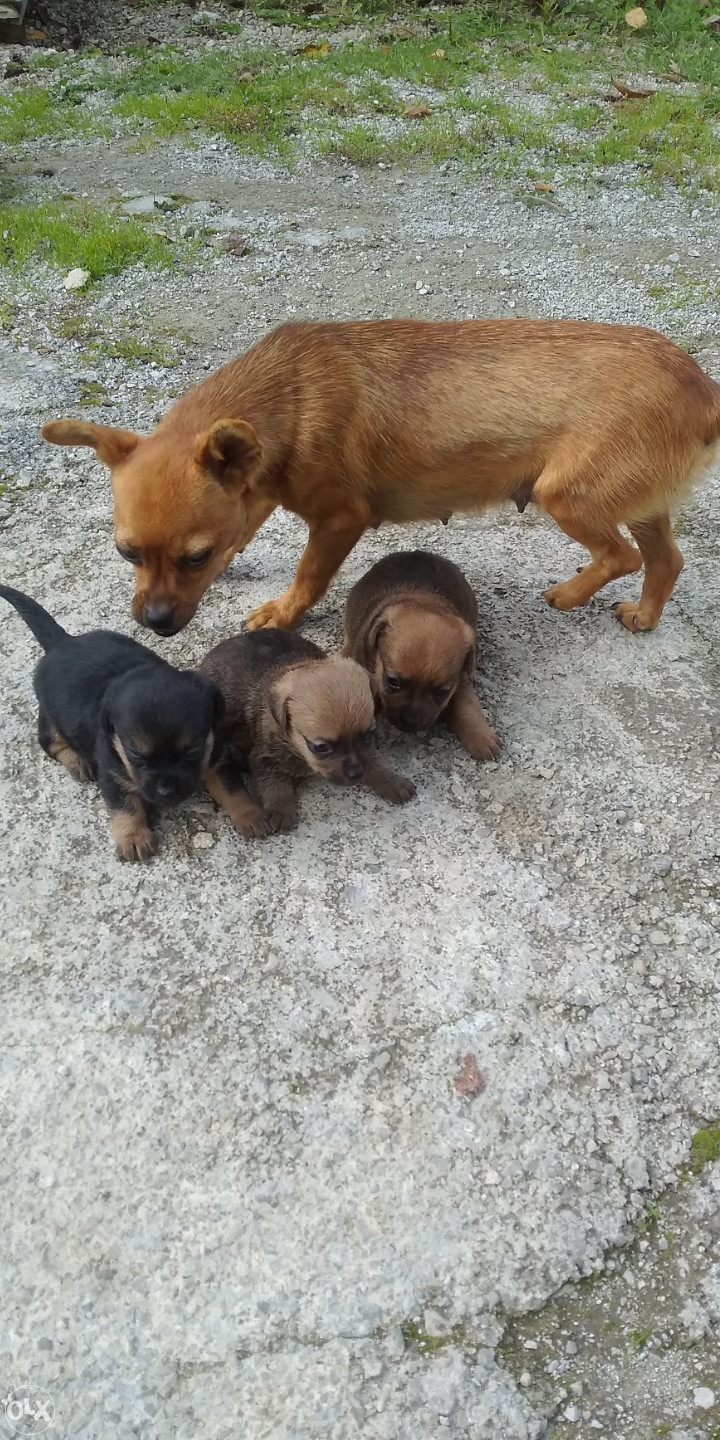 Čivave mini - Psi i Štenad - OLX.ba