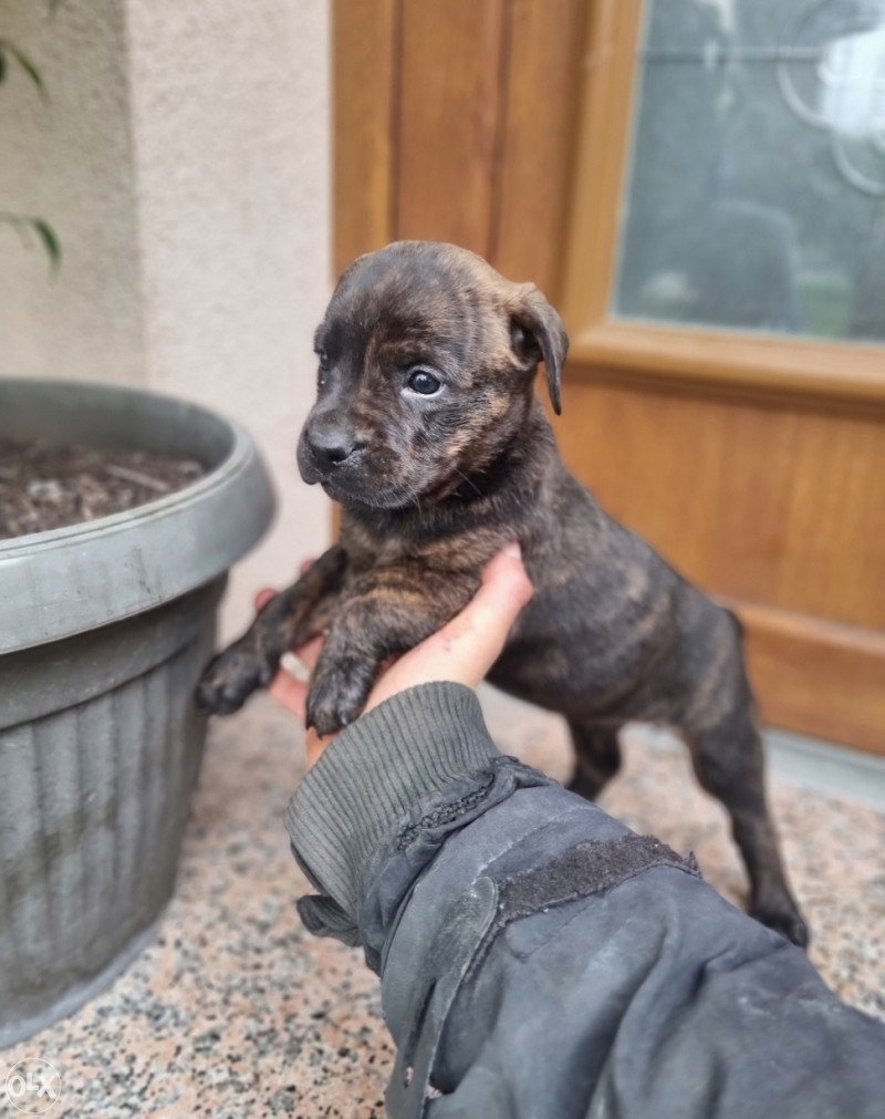 Cane corso stenad - Psi i Štenad - OLX.ba