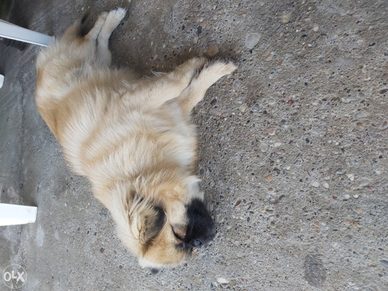 Kraljevski pekinezer - Psi i Štenad - OLX.ba