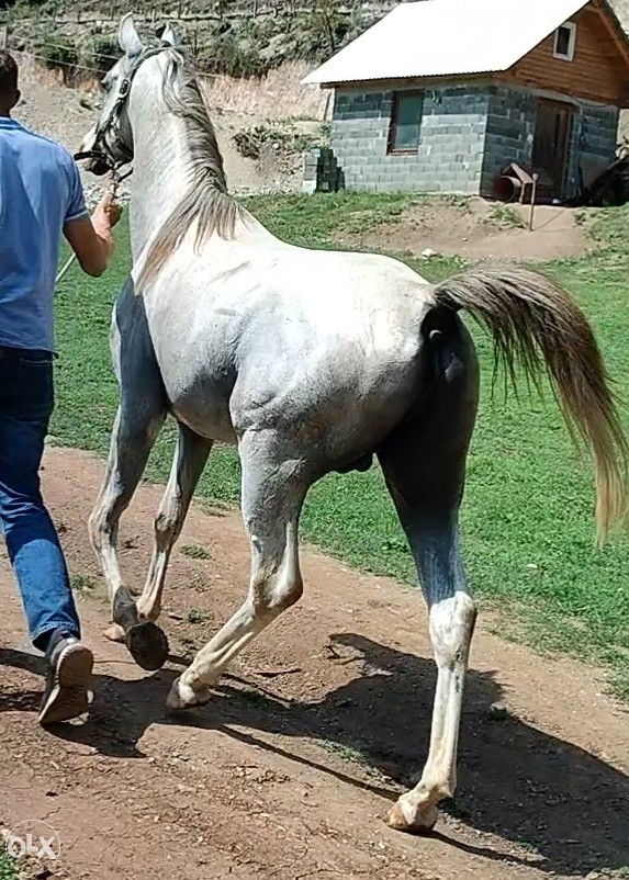 Arapski konj (vaho) - Konji - OLX.ba